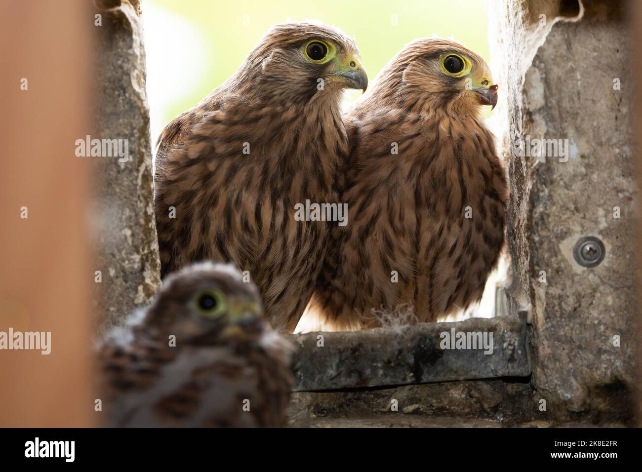 Kestrel three fledglings sitting in nest in church tower seeing ...