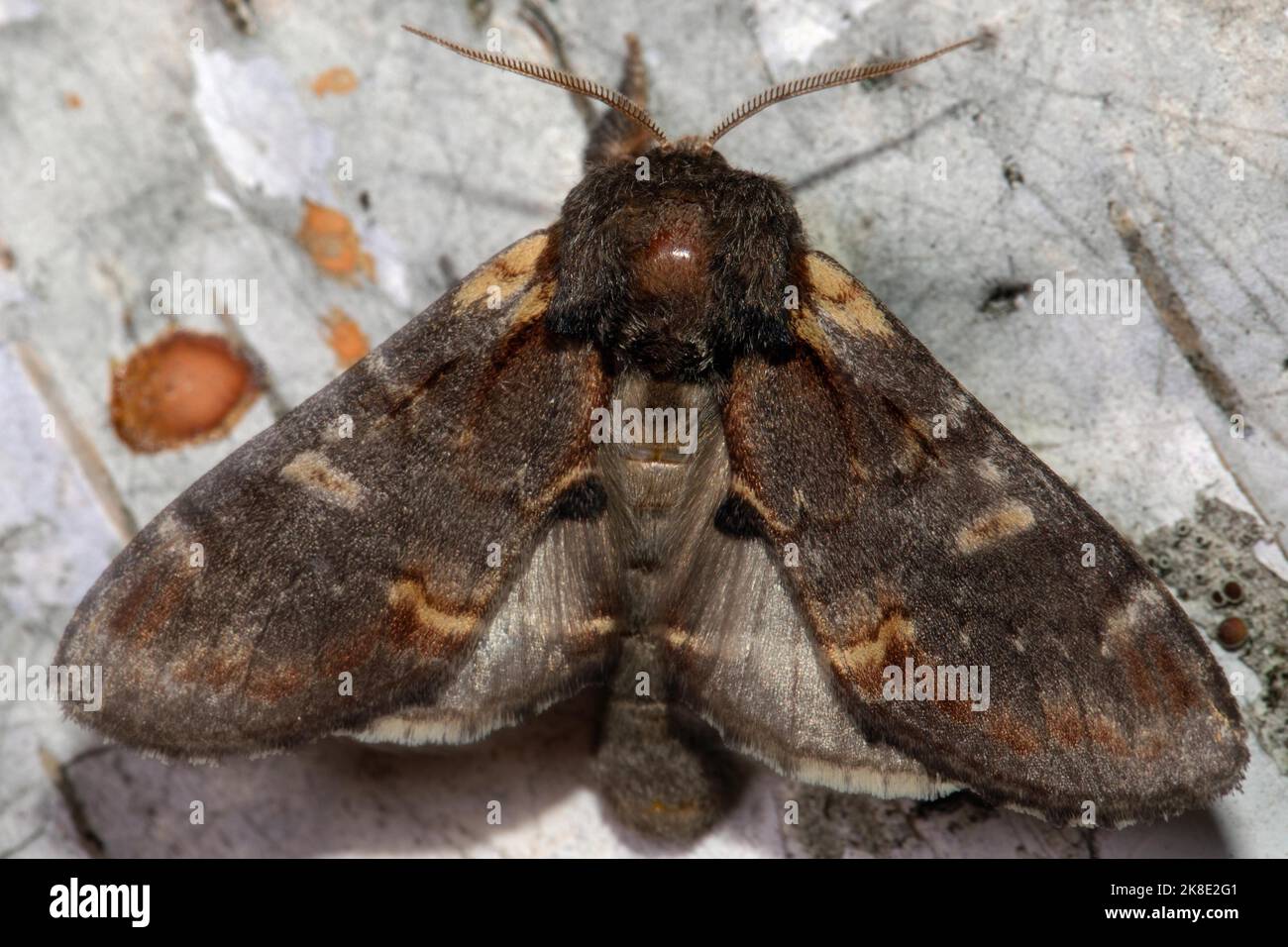 Moth with spread out wings hi-res stock photography and images - Alamy