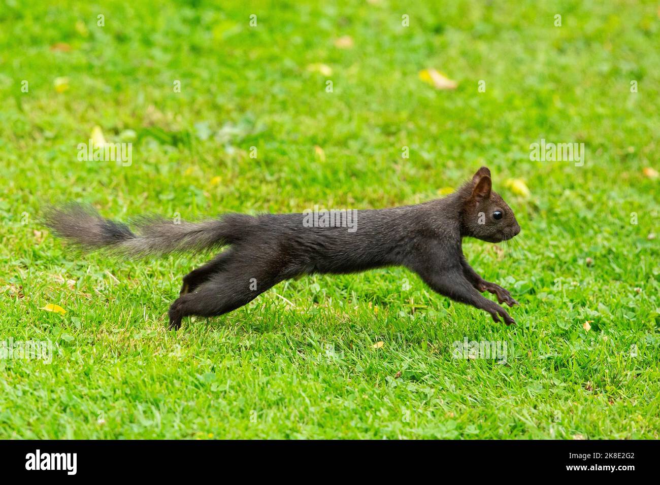 Squirrel stretched in green grass jumping right seeing Stock Photo - Alamy