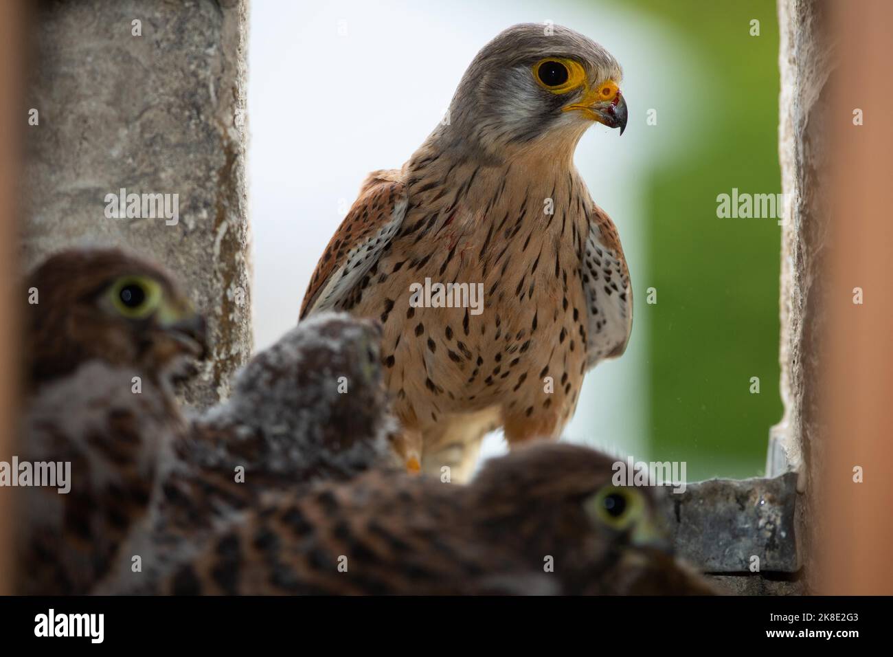 Kestrel Old bird with three young birds in nest in church tower sitting ...