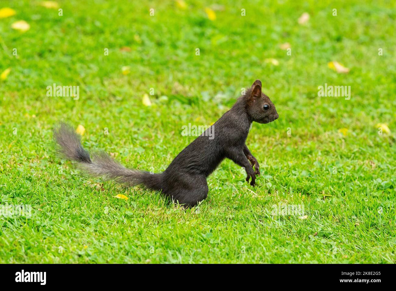 Squirrel standing in green grass looking right Stock Photo - Alamy