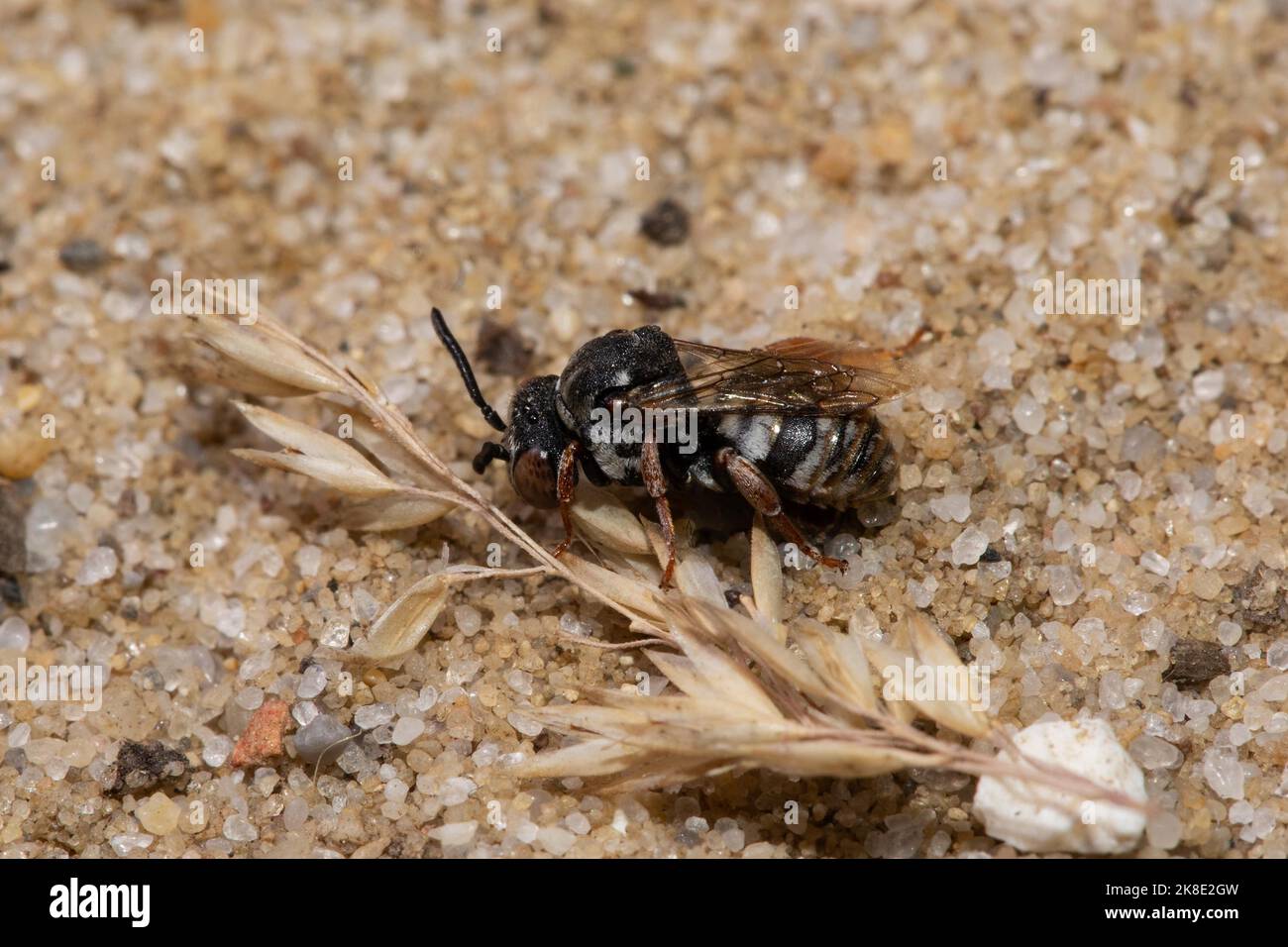 Epeolus sitting on sandy ground left looking Stock Photo - Alamy