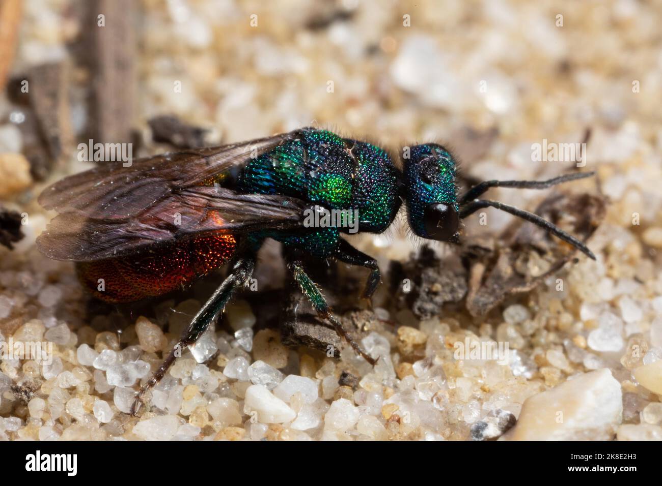 Common golden wasp sitting on sandy soil seen on right side Stock Photo ...