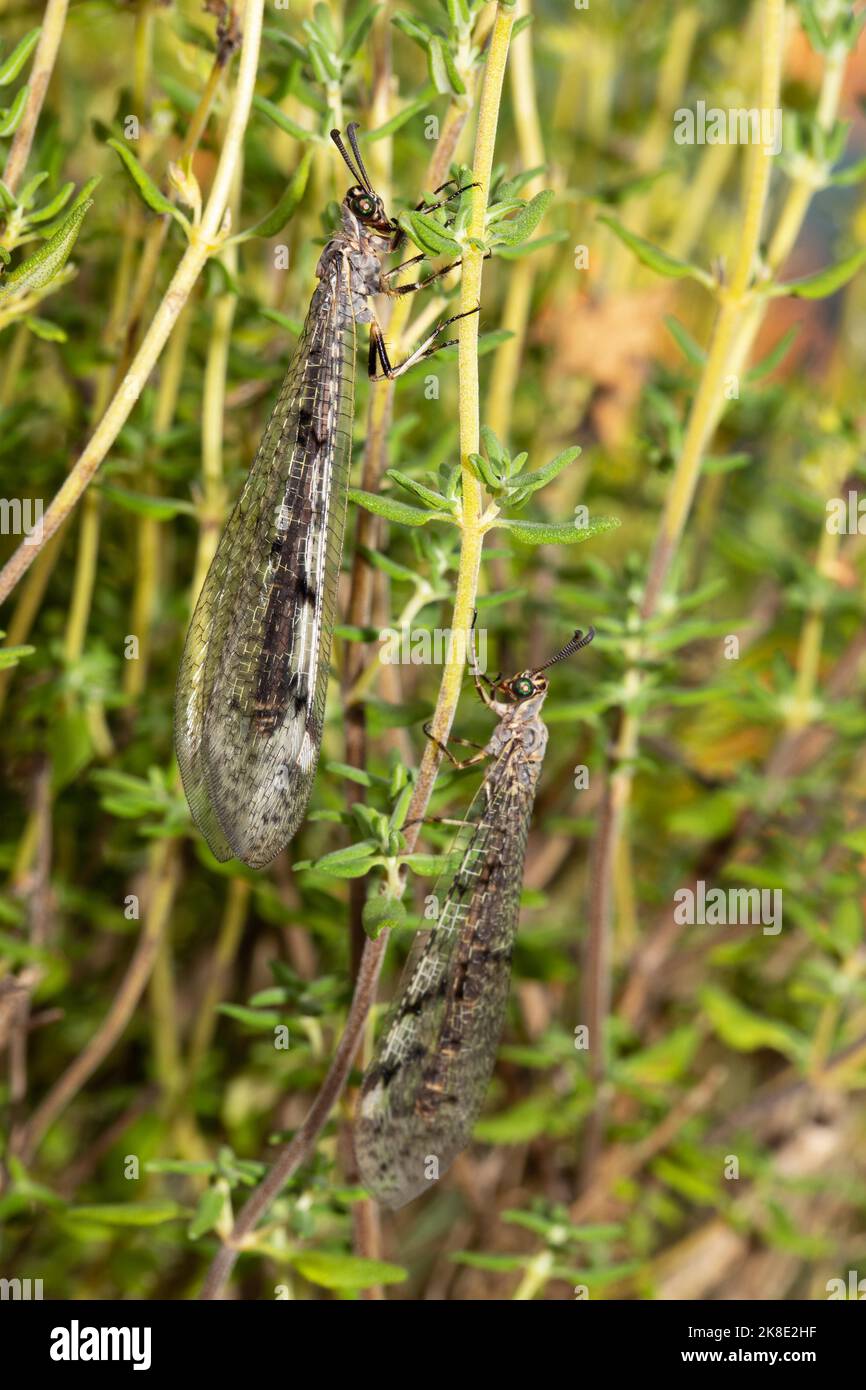 Spotted damselfly two animals with closed wings hanging on green stalks ...