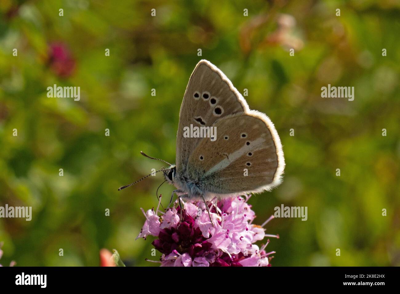 Striped Blue, White-throated Blue Moth with closed wings sitting on ...