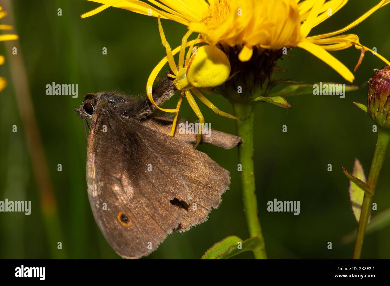 Variable crab spider yellow spider brown butterfly feeding on yellow ...