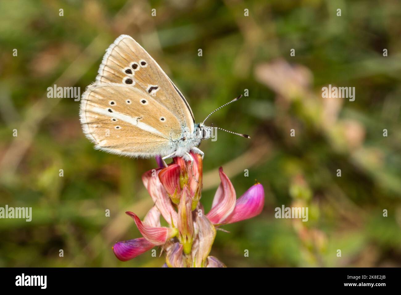 Blue moth hi-res stock photography and images - Alamy