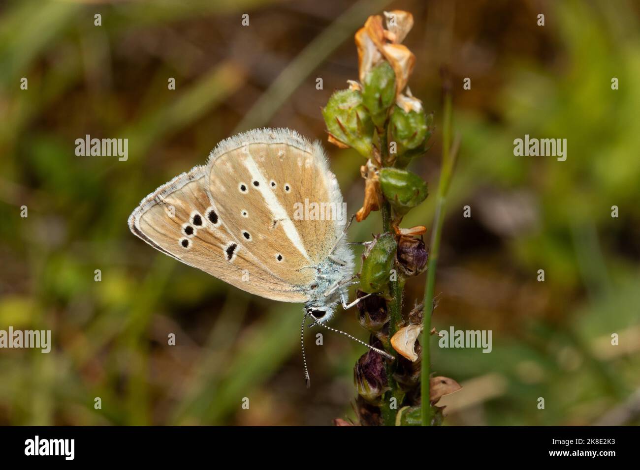 Blue moth hi-res stock photography and images - Alamy