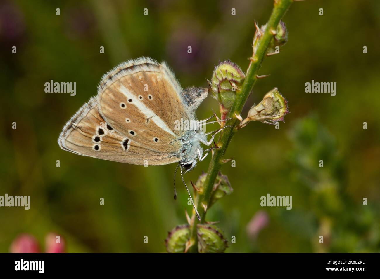 Blue moth hi-res stock photography and images - Alamy