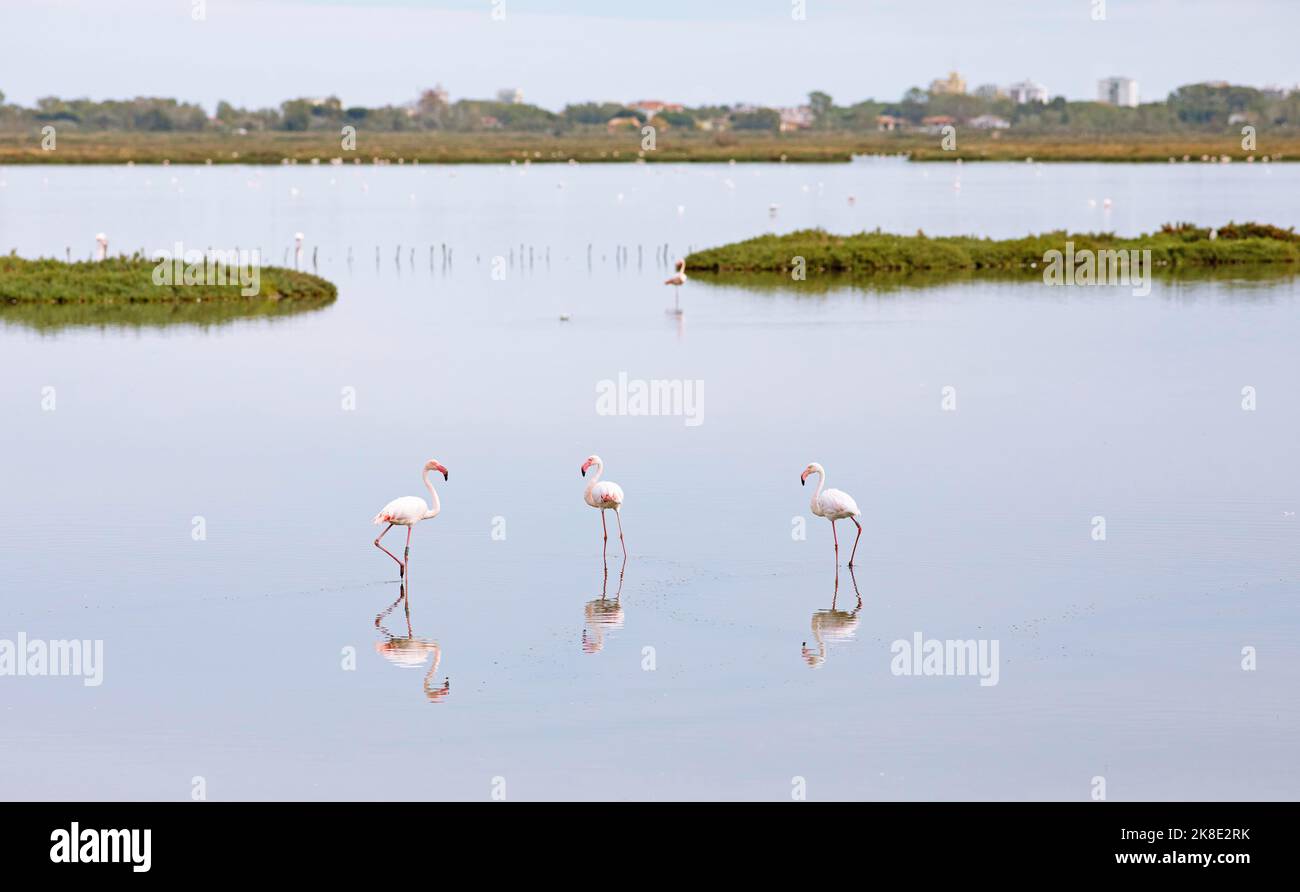 Flamingos italy romagna hi-res stock photography and images - Alamy