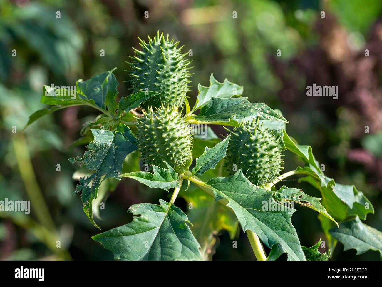 Jimson weed (Datura stramonium), fruit, fruit capsules, detail, prickly ...