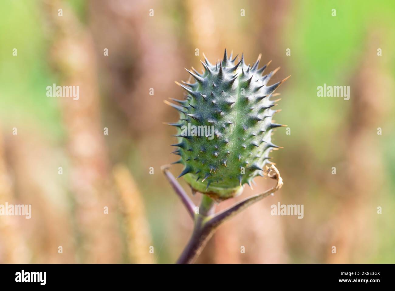 Jimson weed (Datura stramonium), fruit, fruit capsule, detail, prickly ...