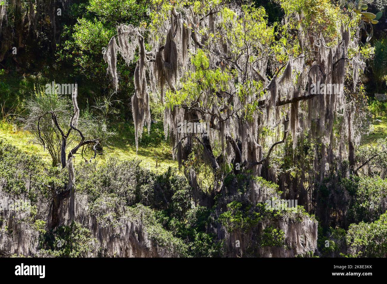 Old man's beards (Usnea) on a tree in backlight, Andes, near Cusco ...