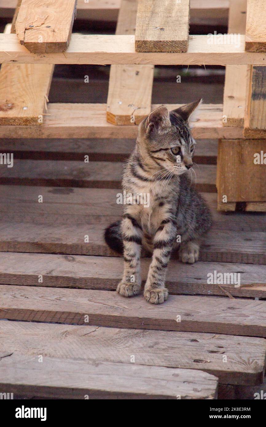 Stray cat seen in the street of the city Stock Photo - Alamy