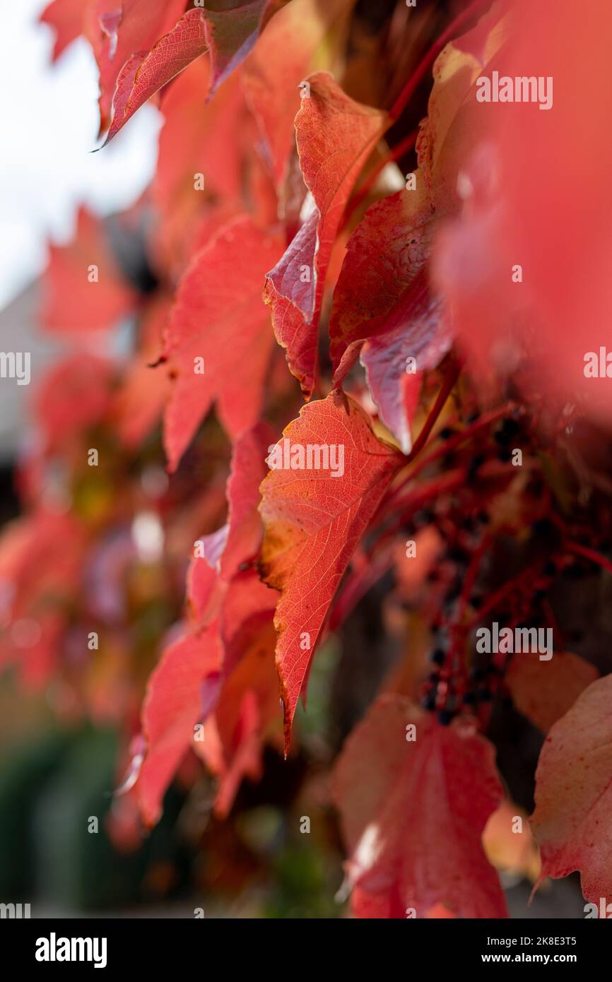 Leaves turning red hi-res stock photography and images - Alamy