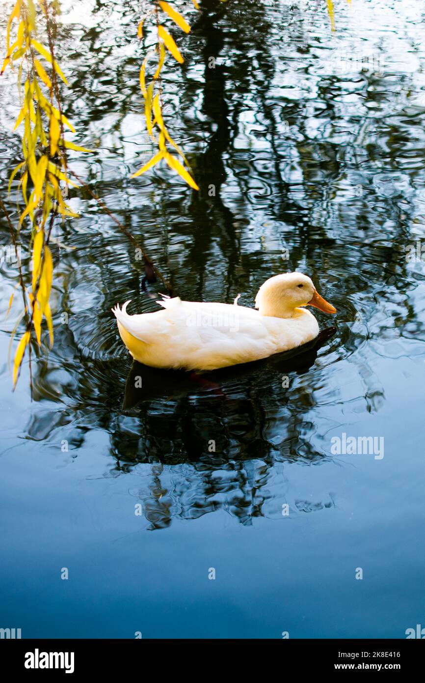 Waters side bird hi-res stock photography and images - Alamy