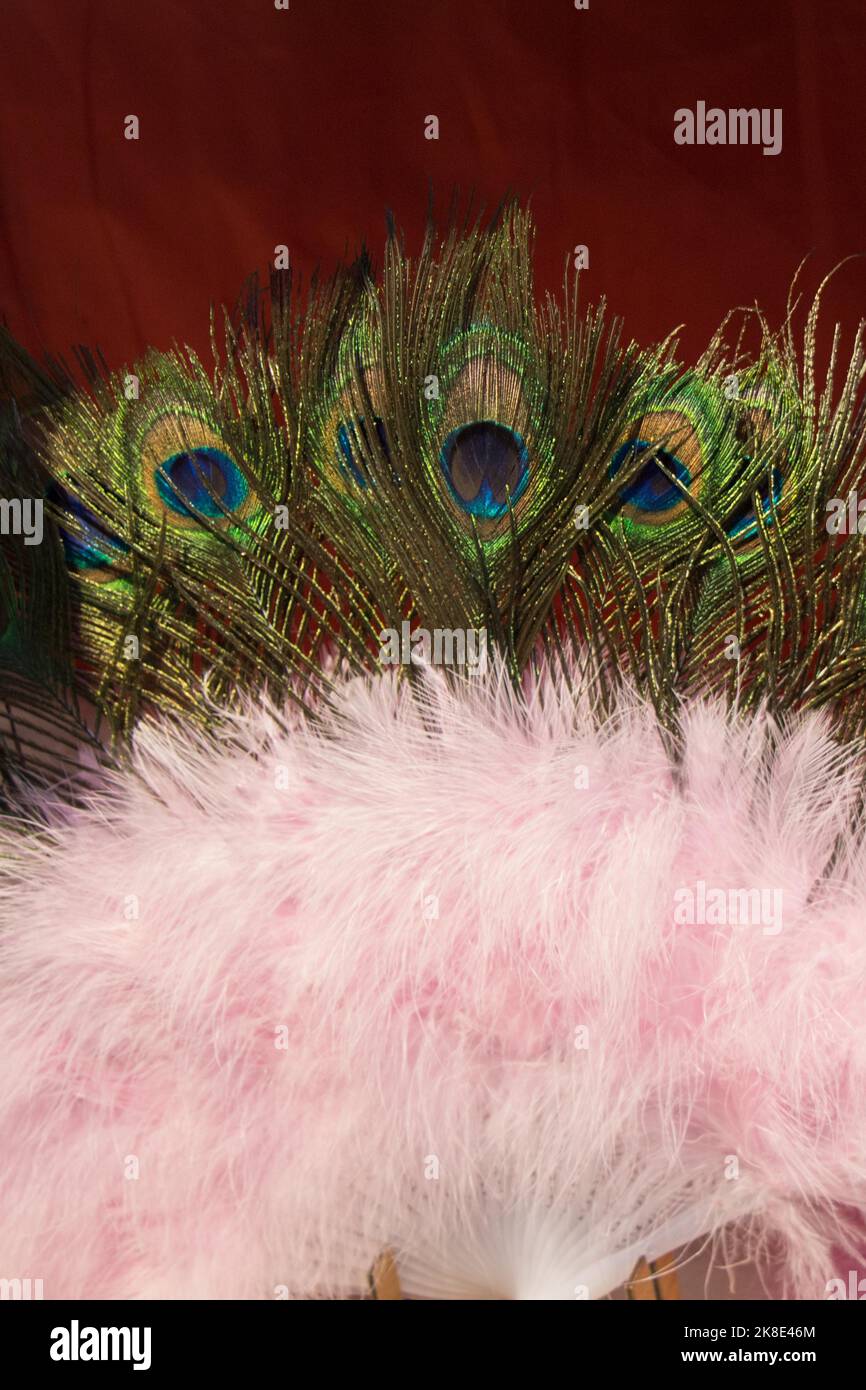 Beautiful bird feathers for decorative purposes Stock Photo - Alamy