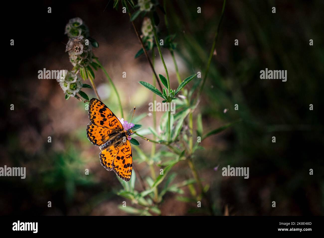 Butterfly feeding on a flower in nature Stock Photo - Alamy