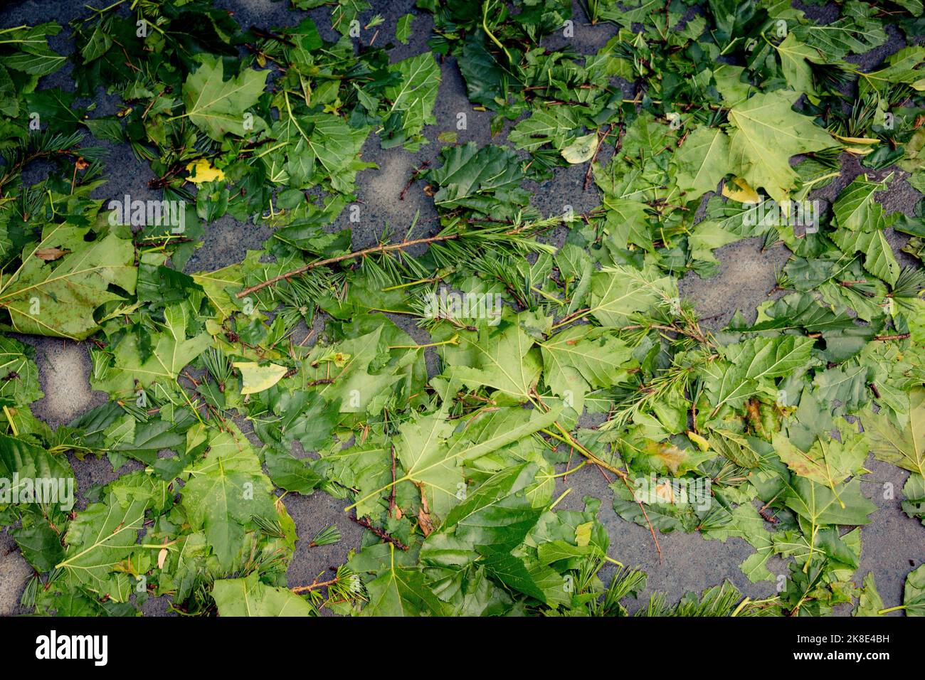 Leaves after storm floral hi-res stock photography and images - Alamy