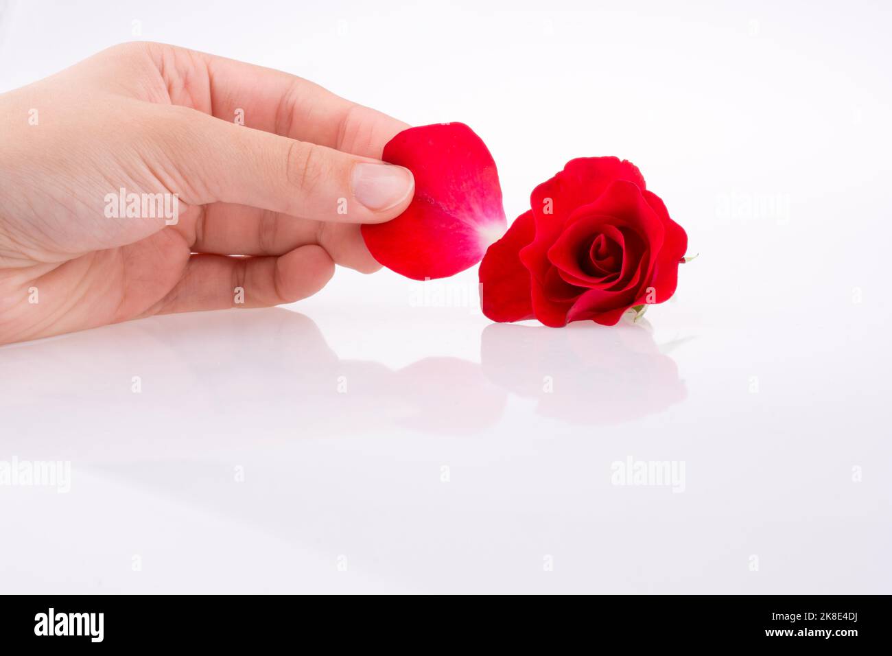 Hand holding a red rose on a white background Stock Photo - Alamy