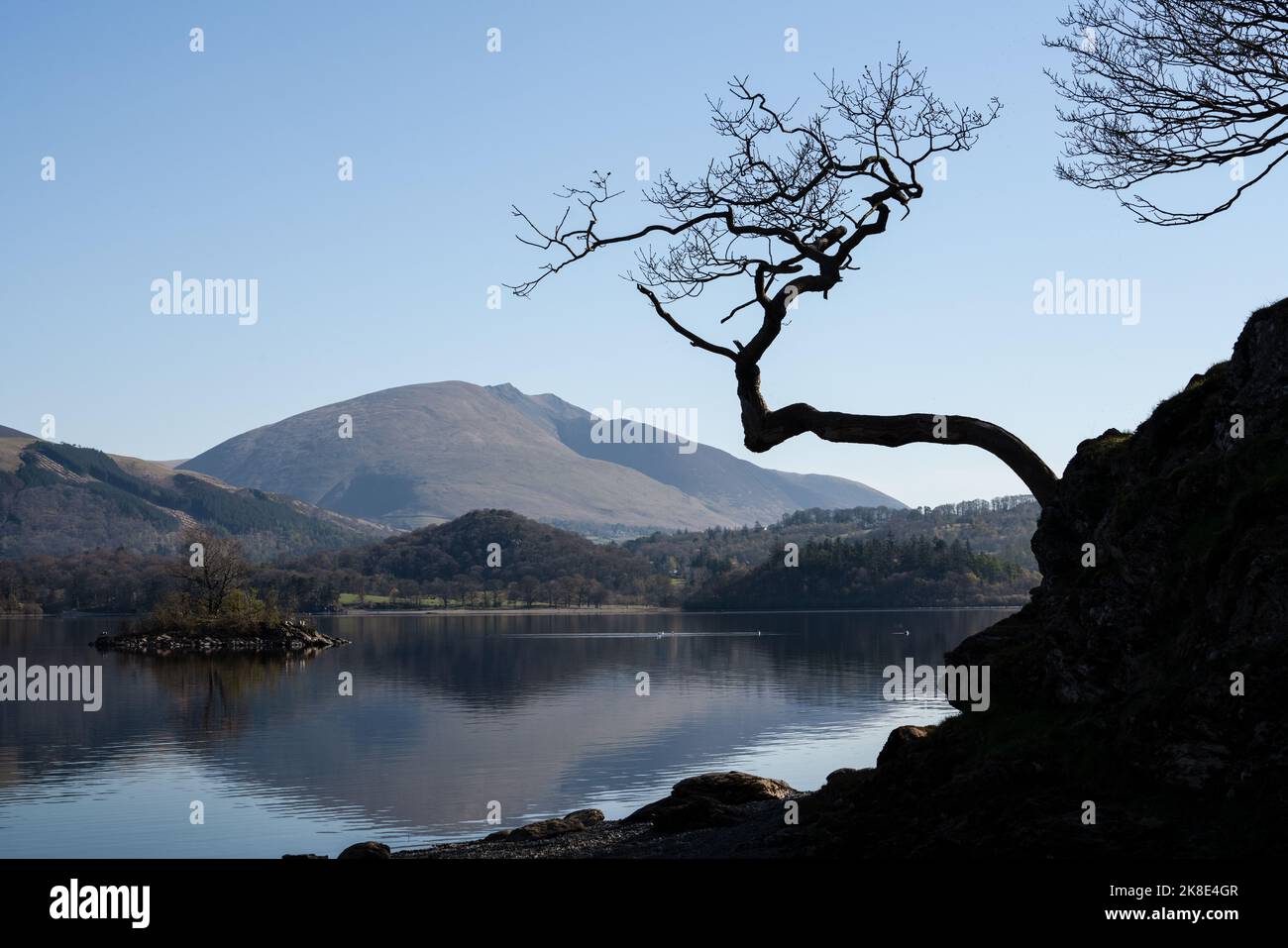 A distinctive lone tree on the shore at Derwentwater, English Lake ...
