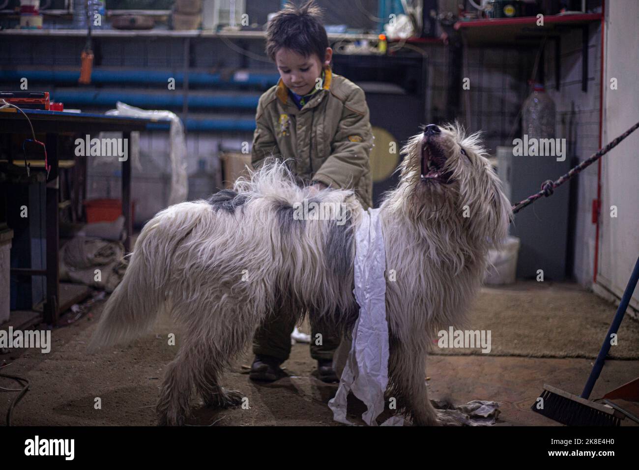 Child scratches dog. Little boy and big dog. Dog in workshop. Child ...