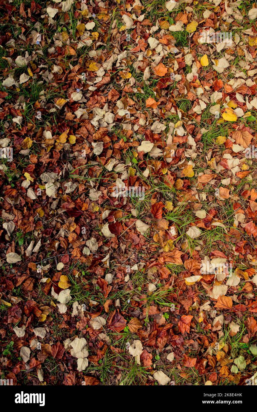 Autumn leaves texture for background. leaf background texture Stock ...