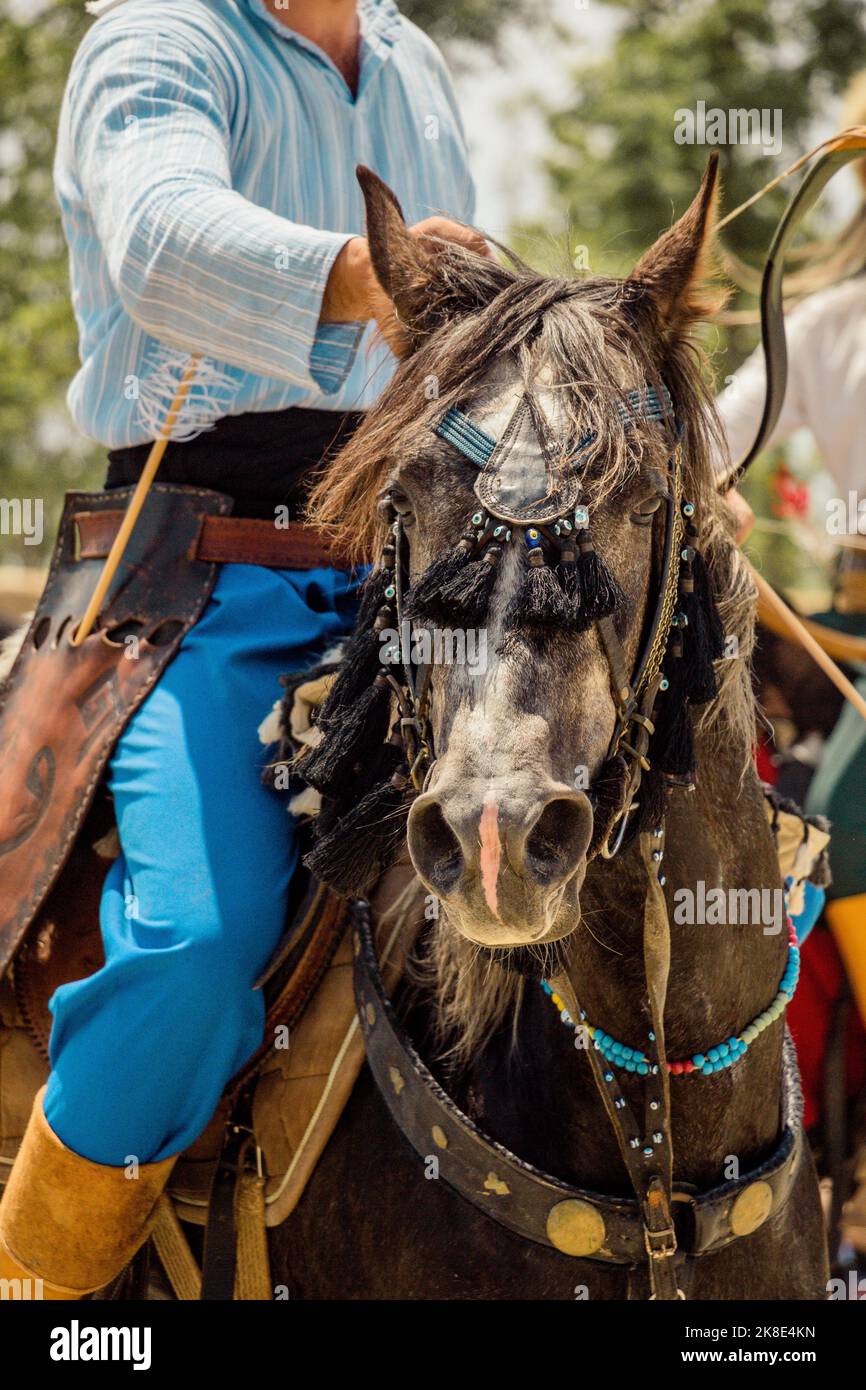 Portrait of a horse head with long mane and partial harness Stock Photo ...