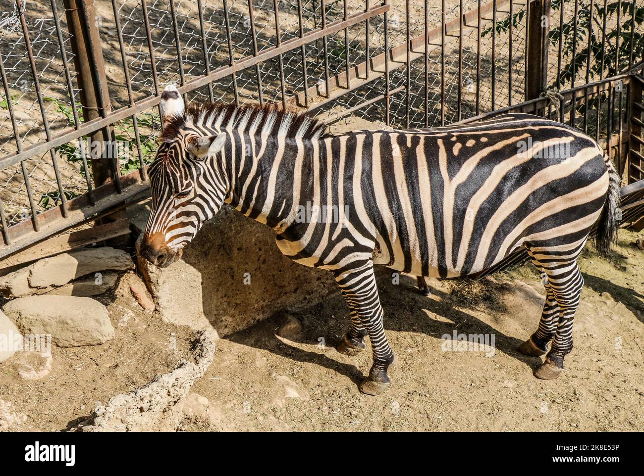 Zebra in a local zoo in Tbilisi, Georgia Stock Photo - Alamy
