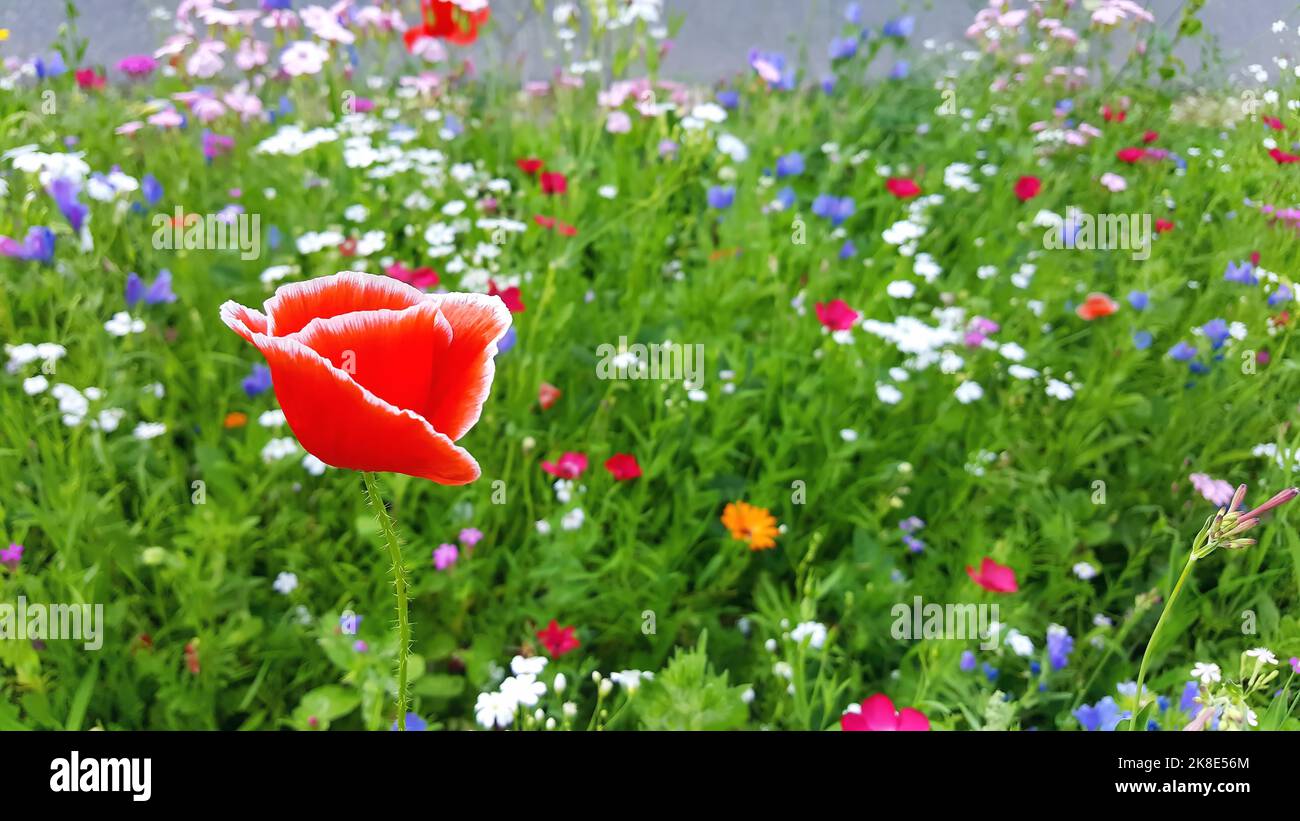 Colourful flower meadow with a special poppy with white border in the ...