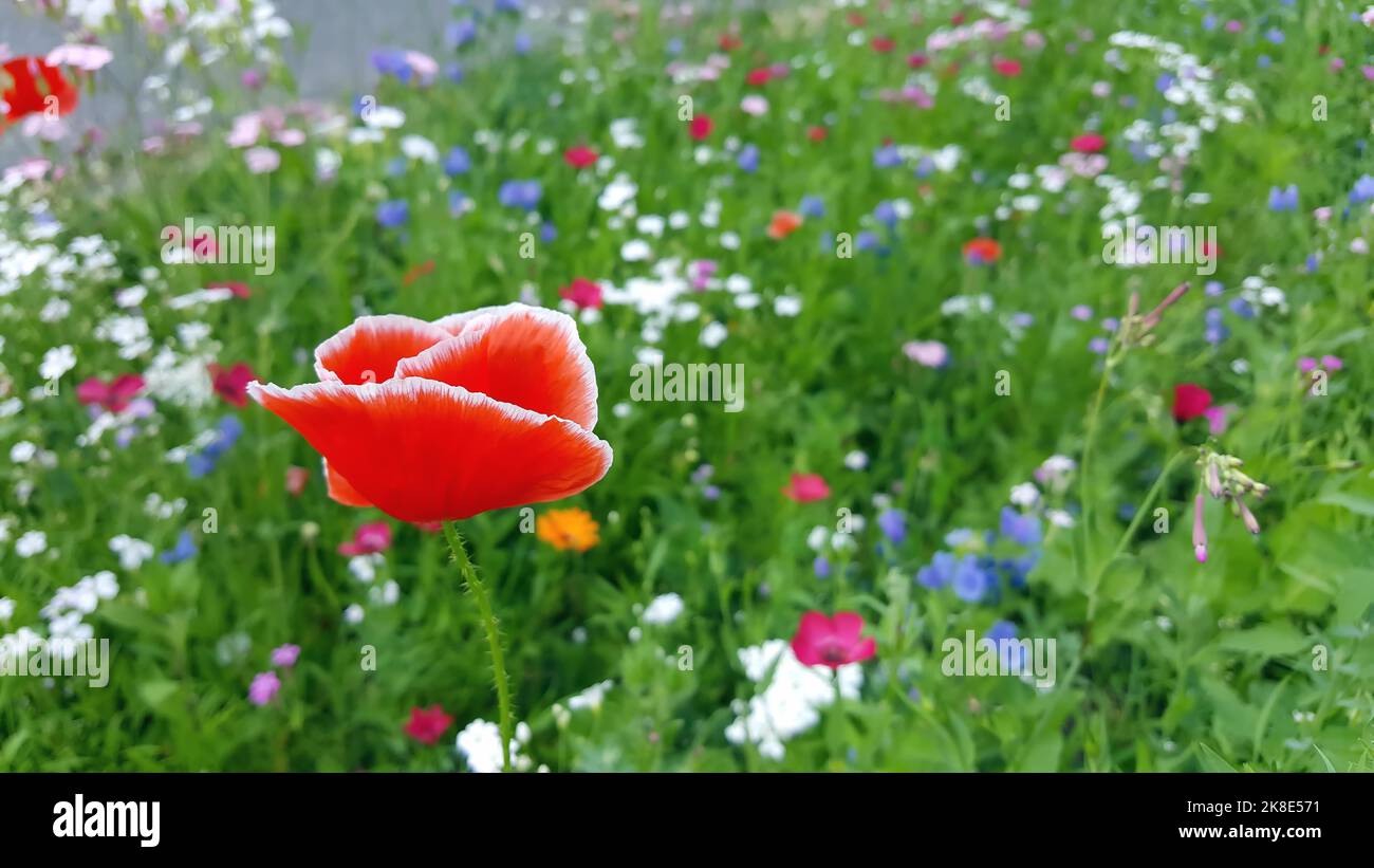 Colourful flower meadow with a special poppy with white border in the ...
