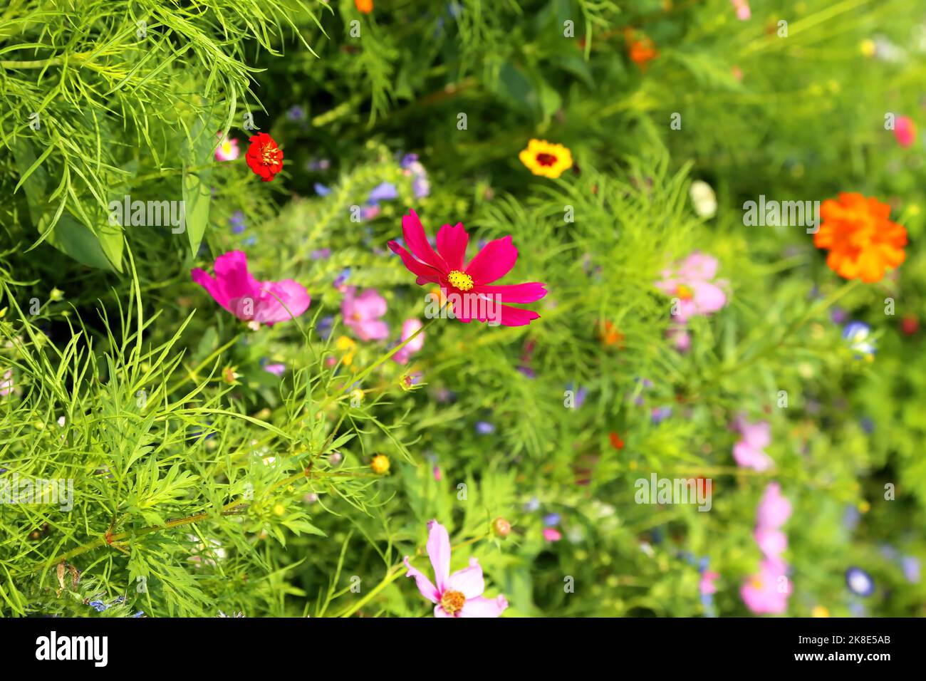 Colourful flower meadow in the basic colour green with various wild ...
