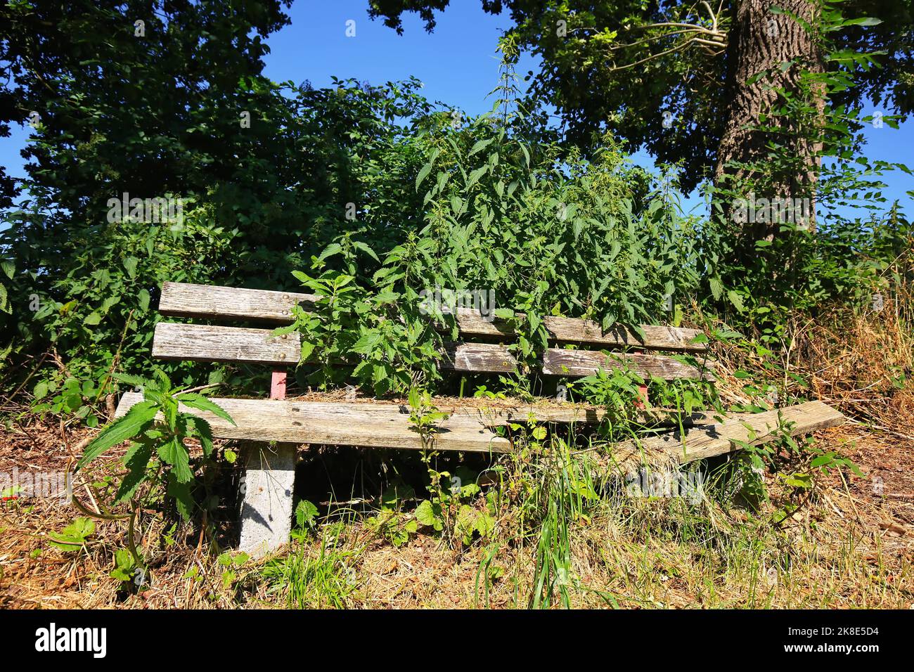 Rotten, collapsed bench by the wayside under a tree Stock Photo - Alamy