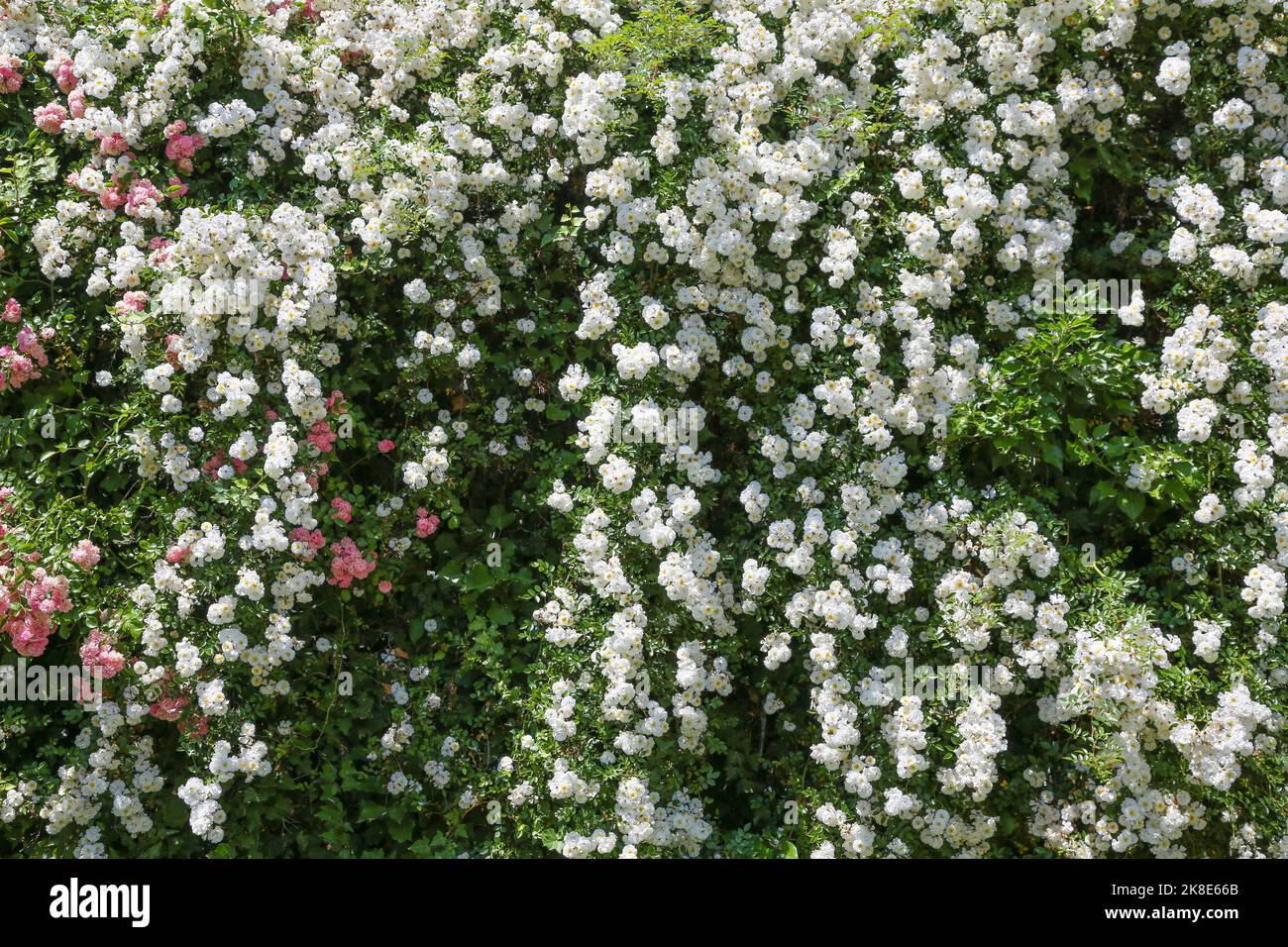Rosa multiflora flower hi-res stock photography and images - Alamy