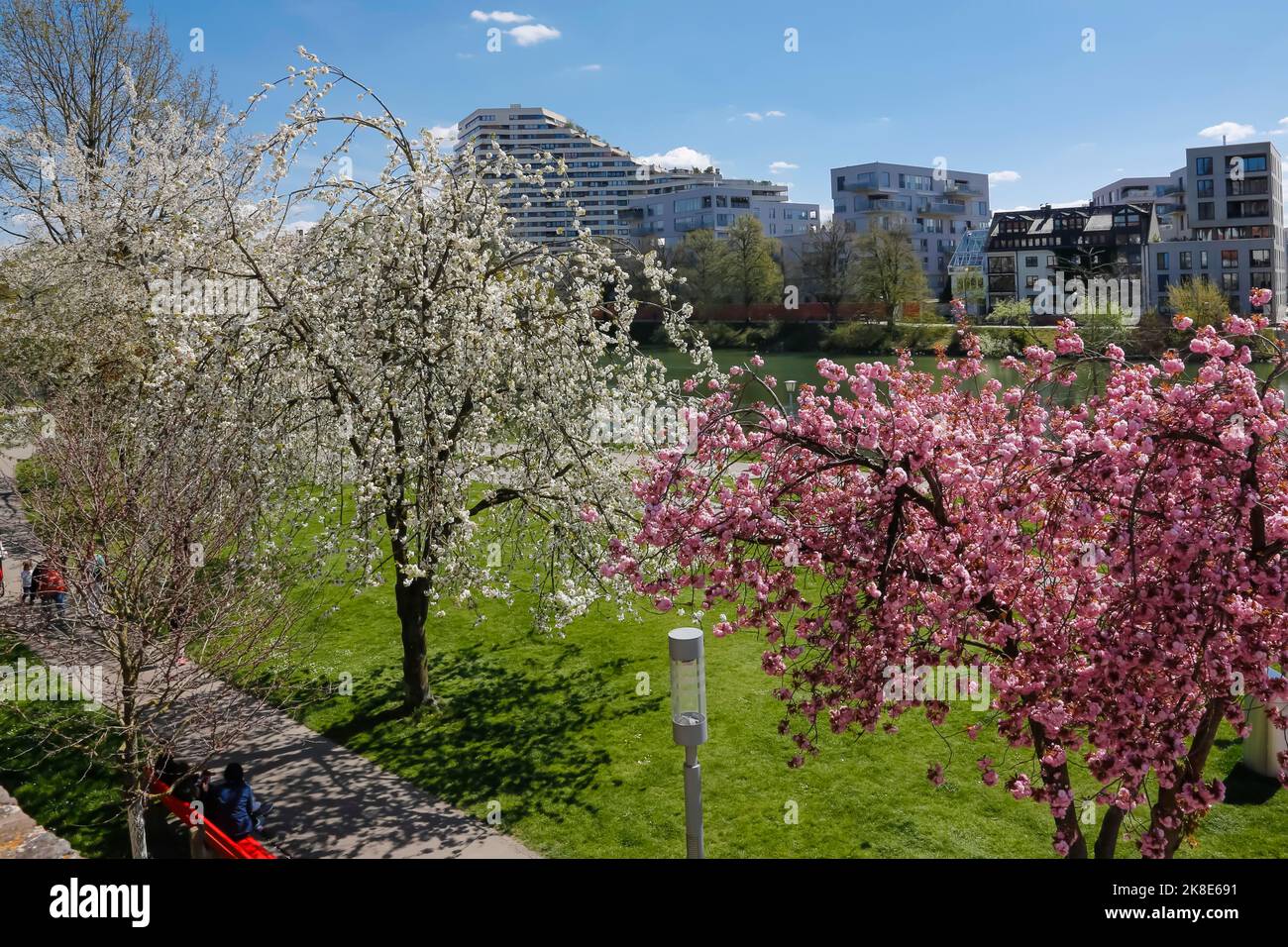 Trees in blossom on the Danube, spring flowers, path, view of Neu-Ulm ...