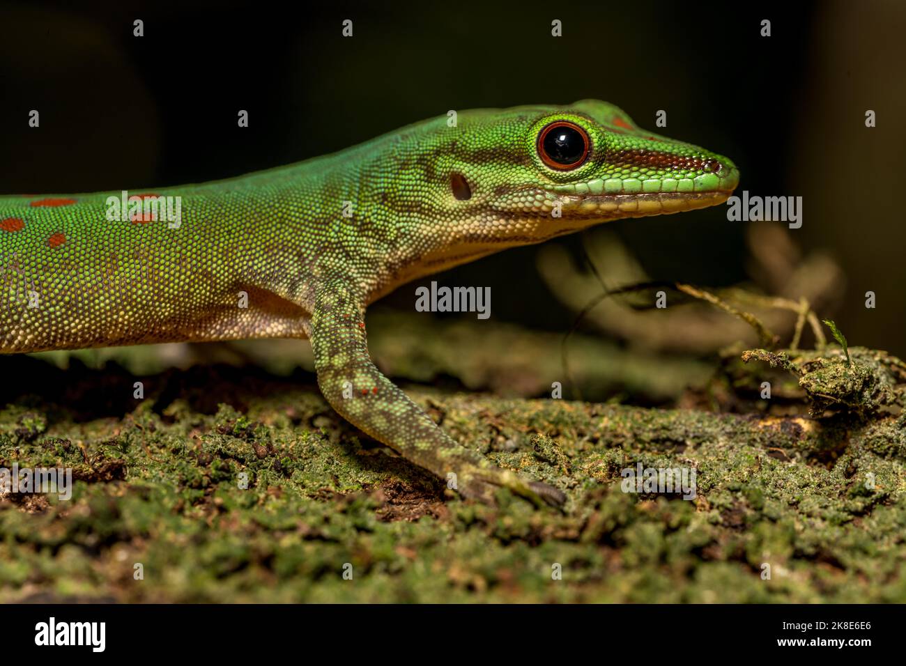Day gecko (Phelsuma guttata), Marojejy, Madagascar Stock Photo - Alamy