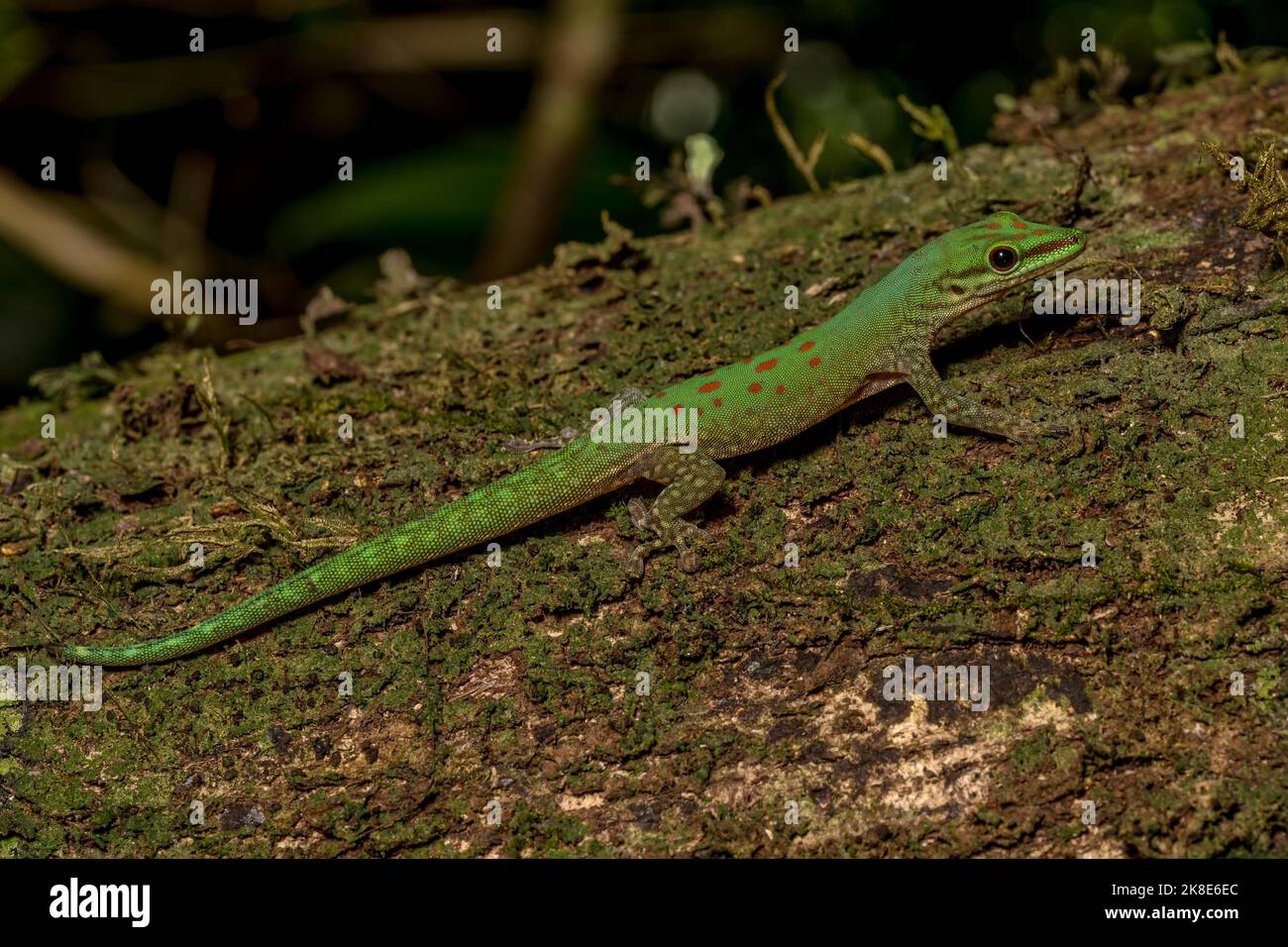 Day gecko (Phelsuma guttata), Marojejy, Madagascar Stock Photo - Alamy