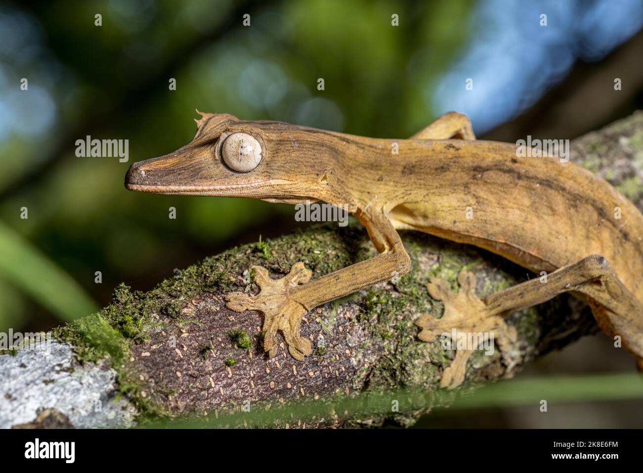 Lined Leaf Tailed Gecko