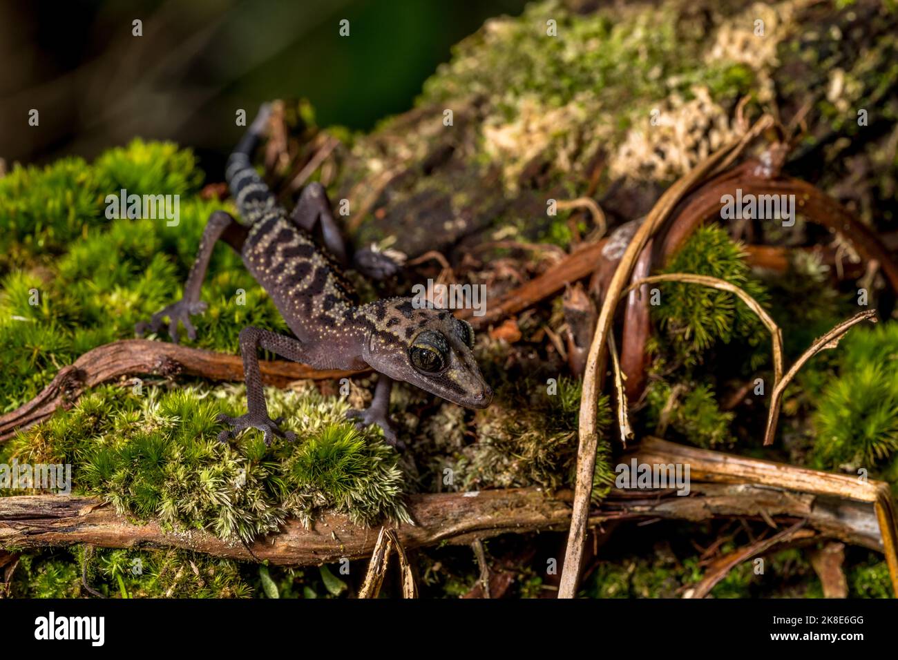 Graceful madagascar ground gecko (Paroedura gracilis), Marojejy ...