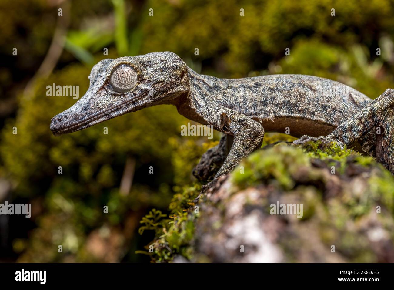 Giant leaf-tailed gecko (Uroplatus giganteus), Marojejy, Madagascar ...