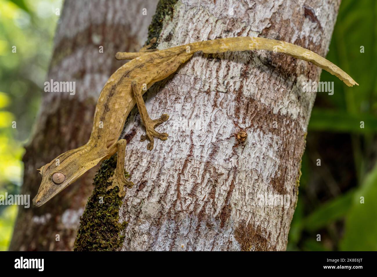 Striped lined leaf-tailed gecko (Uroplatus lineatus), Marojejy, Madagascar Stock Photo - Alamy