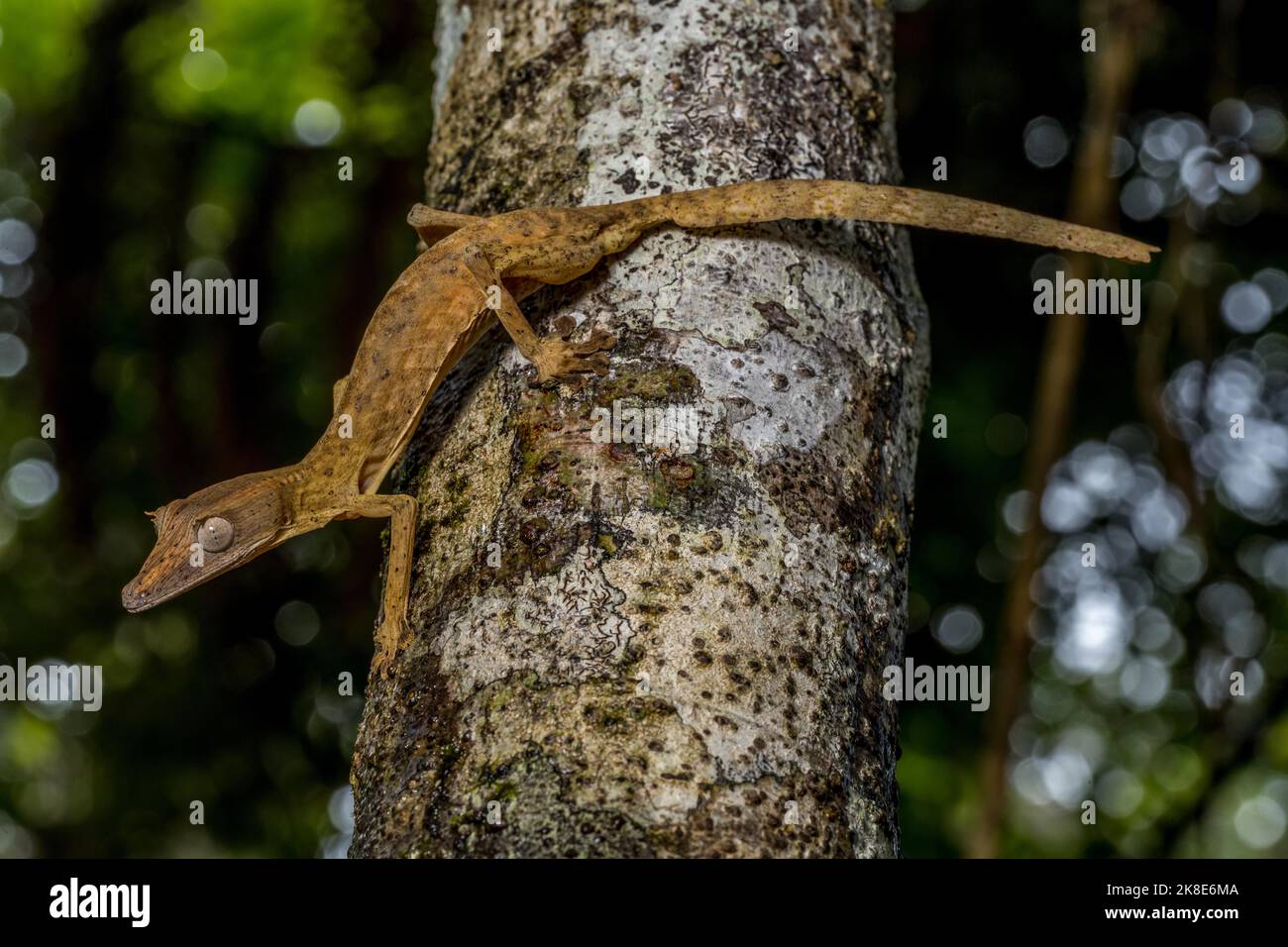 Striped lined leaf-tailed gecko (Uroplatus lineatus), Marojejy, Madagascar Stock Photo - Alamy