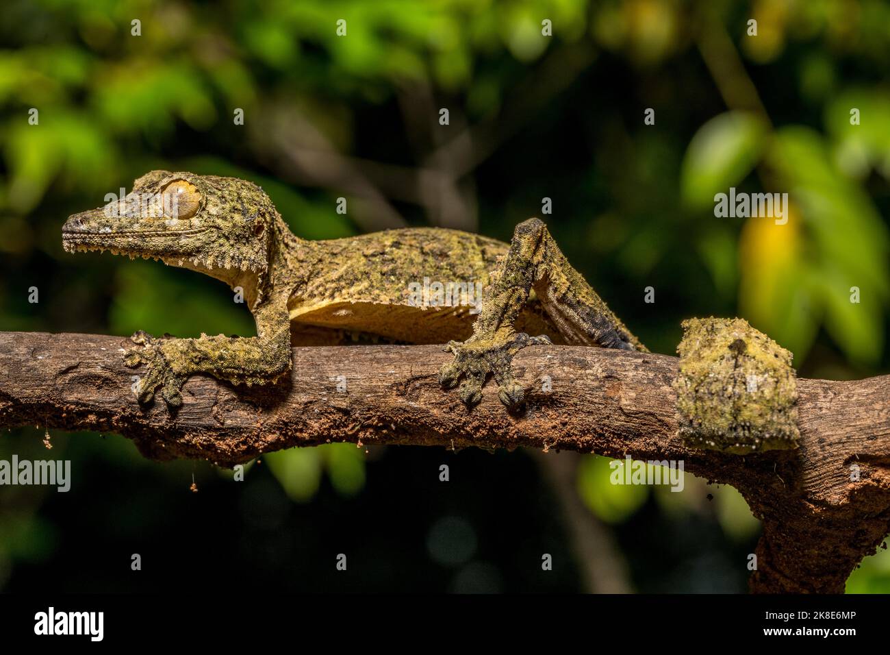 Henkel's flat-tailed gecko (Uroplatus cf. henkeli), Daraina, Madagascar ...