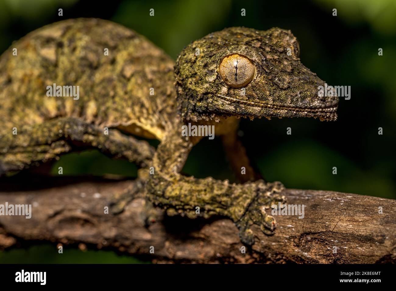 Henkel's flat-tailed gecko (Uroplatus cf. henkeli), Daraina, Madagascar ...