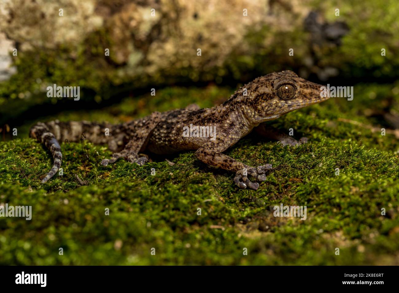 Big-headed gecko (Paroedura oviceps), Montagne d Ambra, Madagascar ...