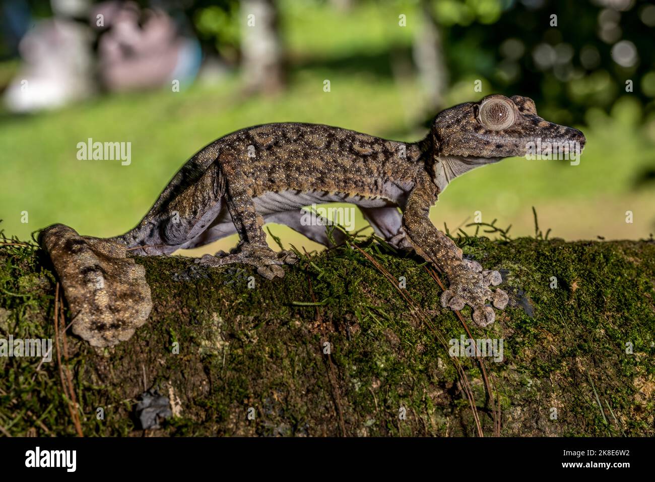 Giant leaf-tailed gecko (Uroplatus giganteus), Montagne d Ambre ...