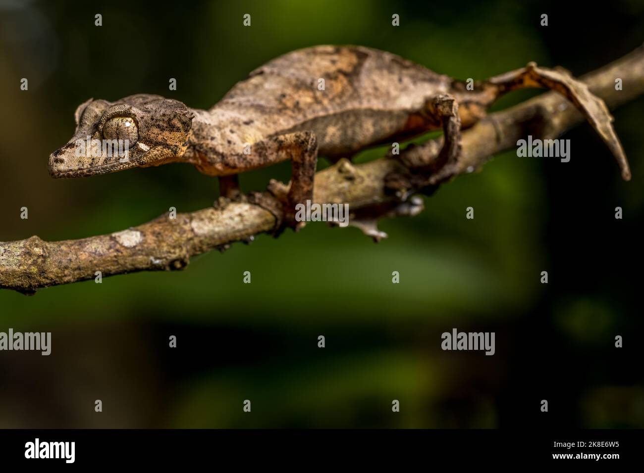 Montagne d Ambre Flat-tailed Gecko (Uroplatus finiavana), Montagne d Ambre, Madagascar Stock ...