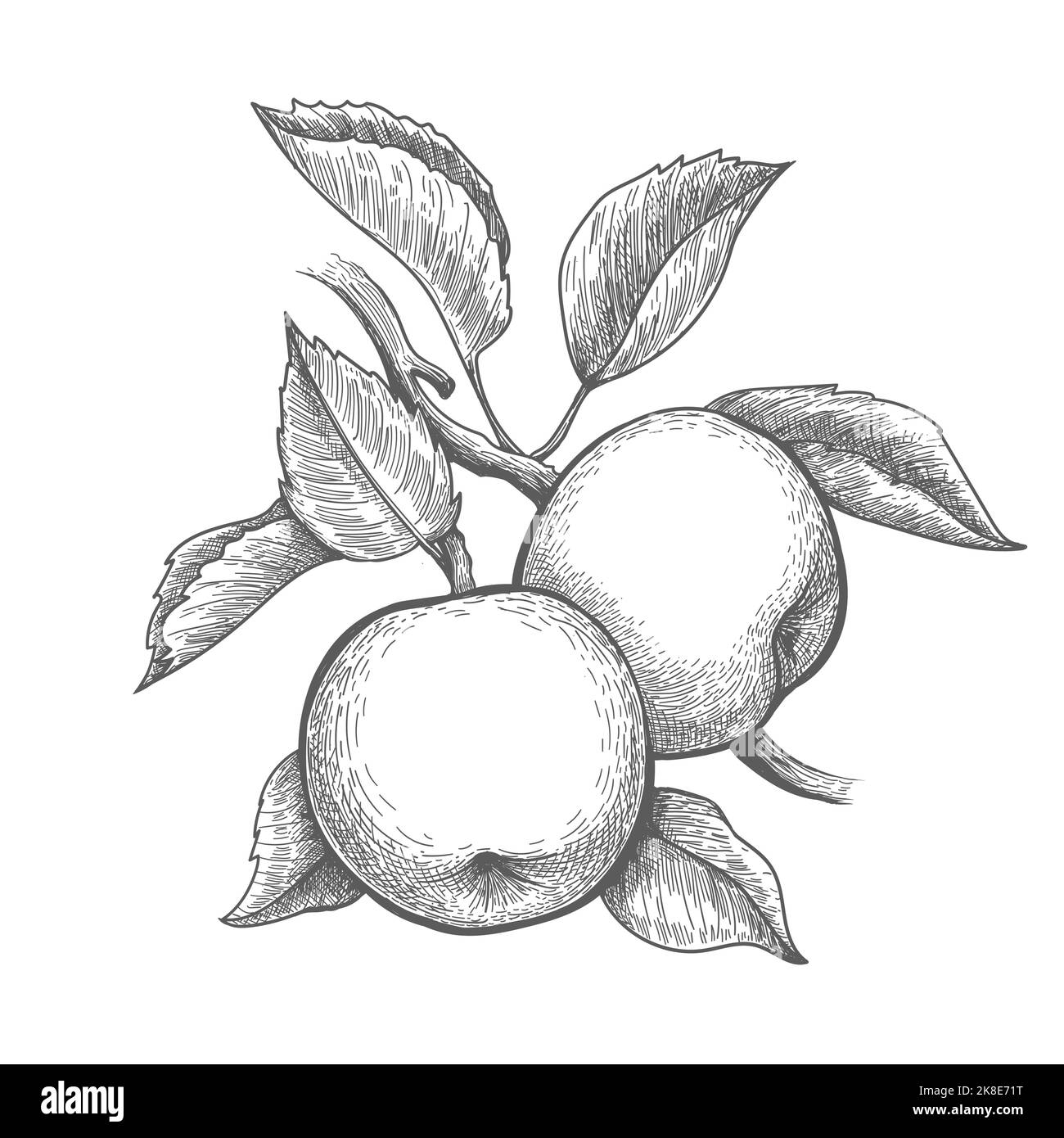 Apple tree branch apples Black and White Stock Photos & Images - Alamy