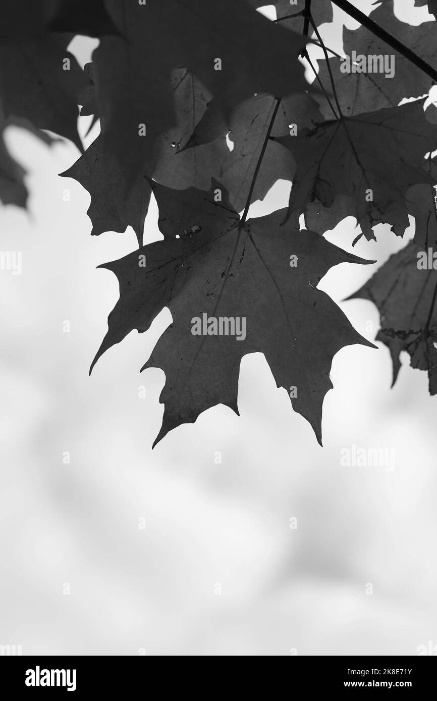 Autumn leaves growing in the meadow in a black and white monochrome ...