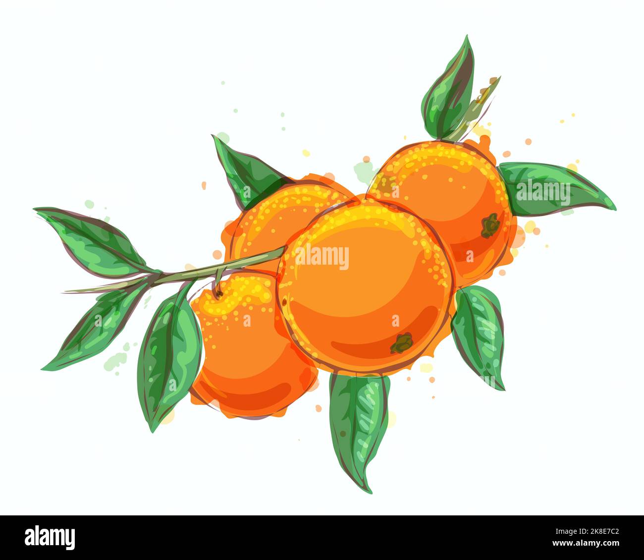 Orange tree in botanical Stock Vector Images - Alamy